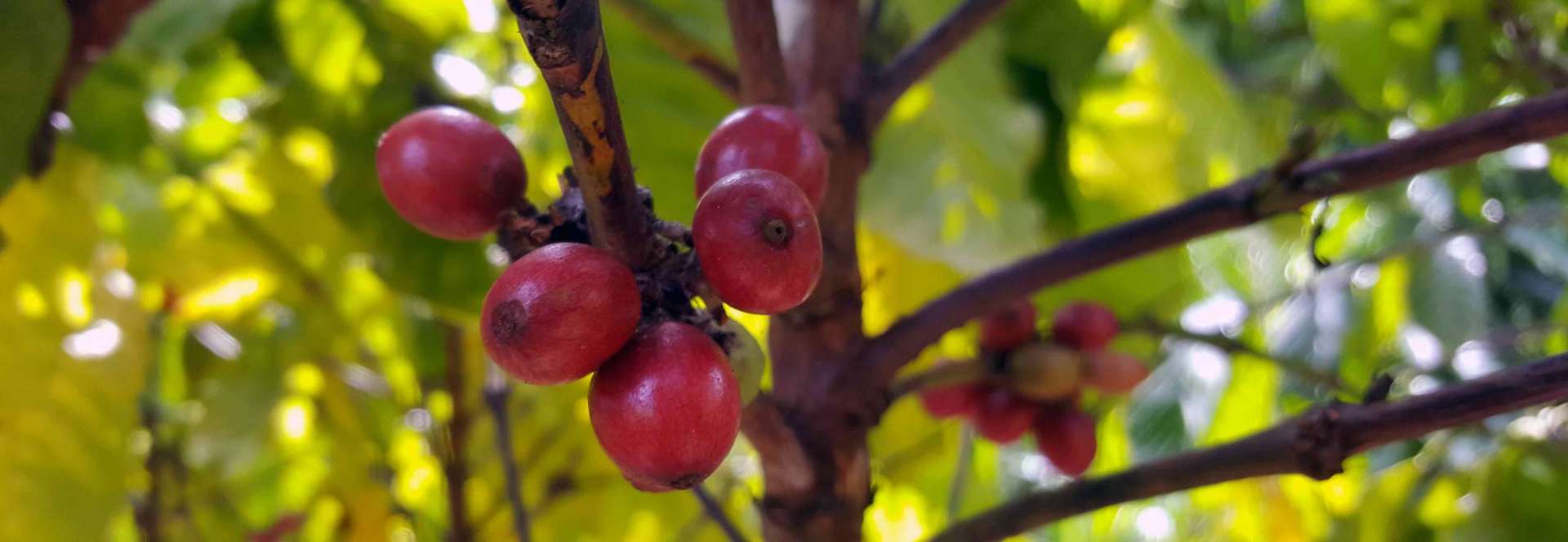 Tuburan Coffee ☕ Visiting a coffee plantation in the Philippines • Bunaa